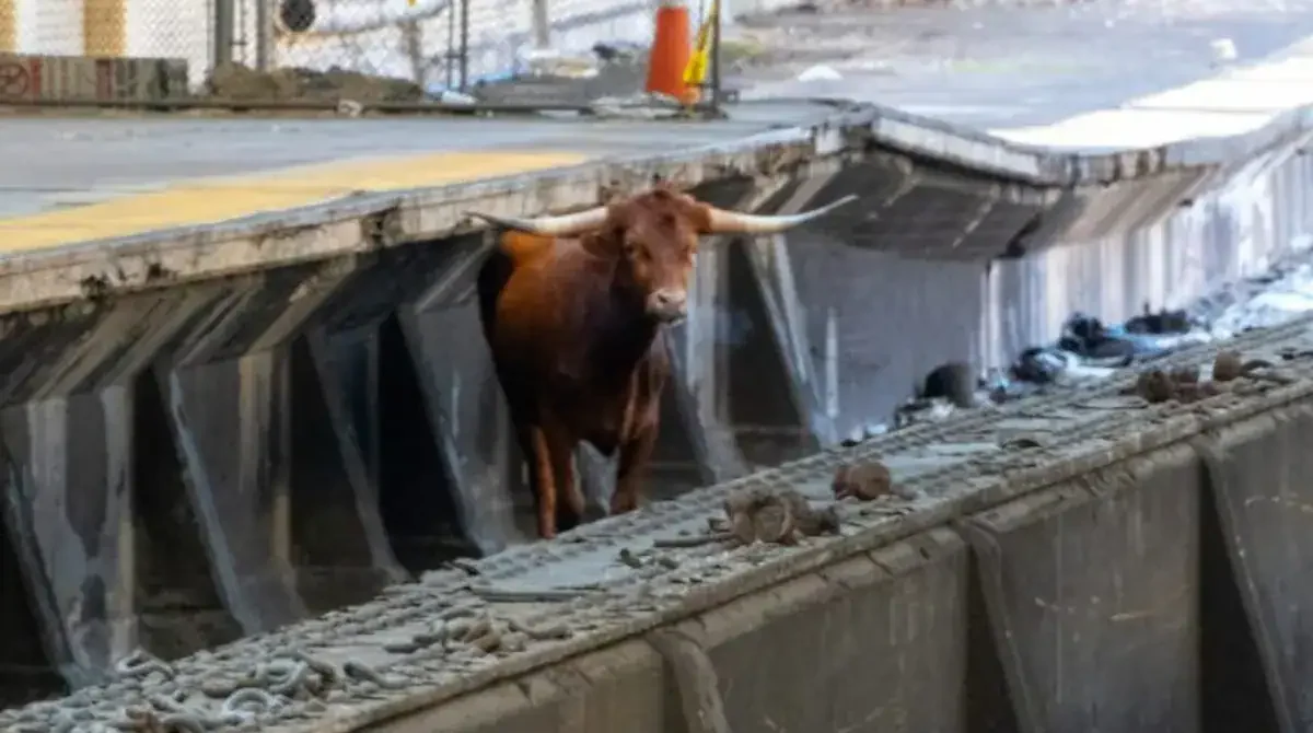 Feral Bull Hinders Train Traffic In The U.S, Video Goes Viral ...