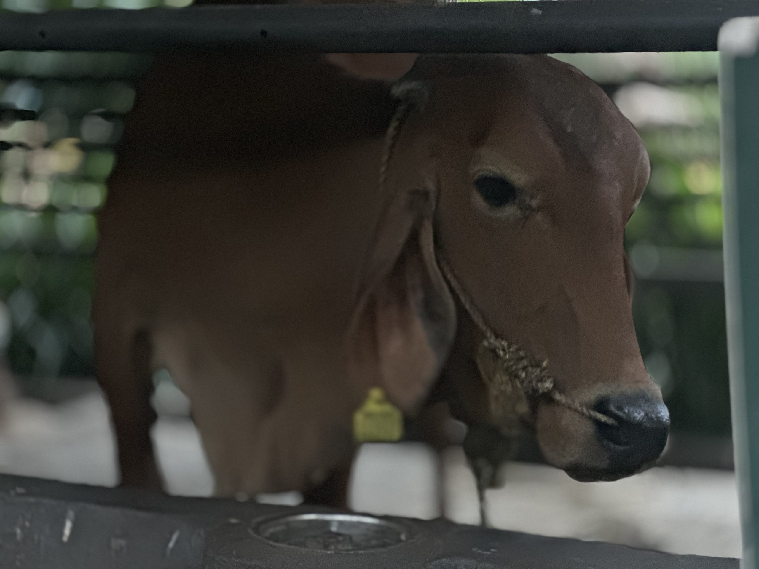 Farmer From Kerala Looses 13 Cows Due to Poisoning | TimelineDaily