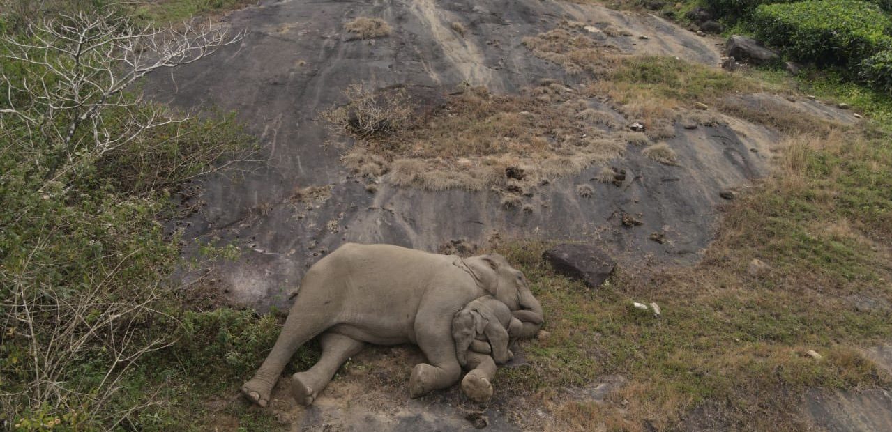 Picture Shows The Rescued Baby Elephant Taking Nap In Her Mother’s Arms ...