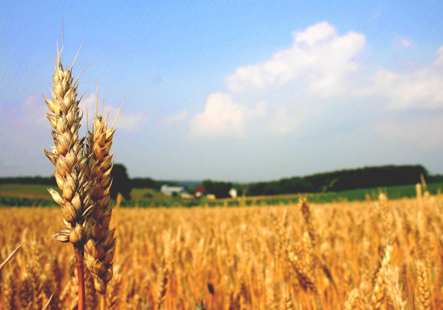 Welfare Schemes Or Freebies For Budget 2024? | TimelineDaily