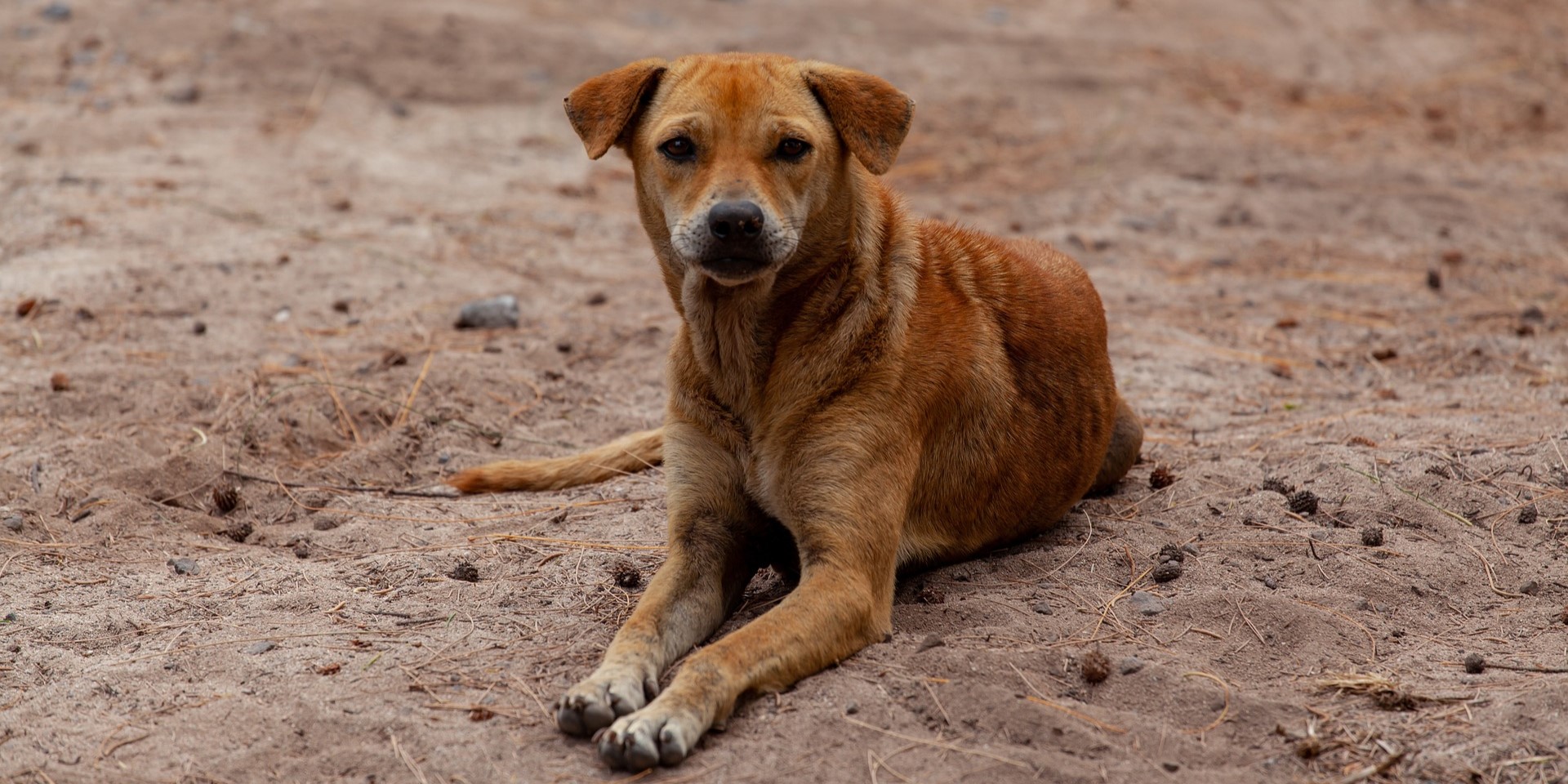 Kerala High Court: Human Safety Priority, Urges Licensing For Stray Dog ...