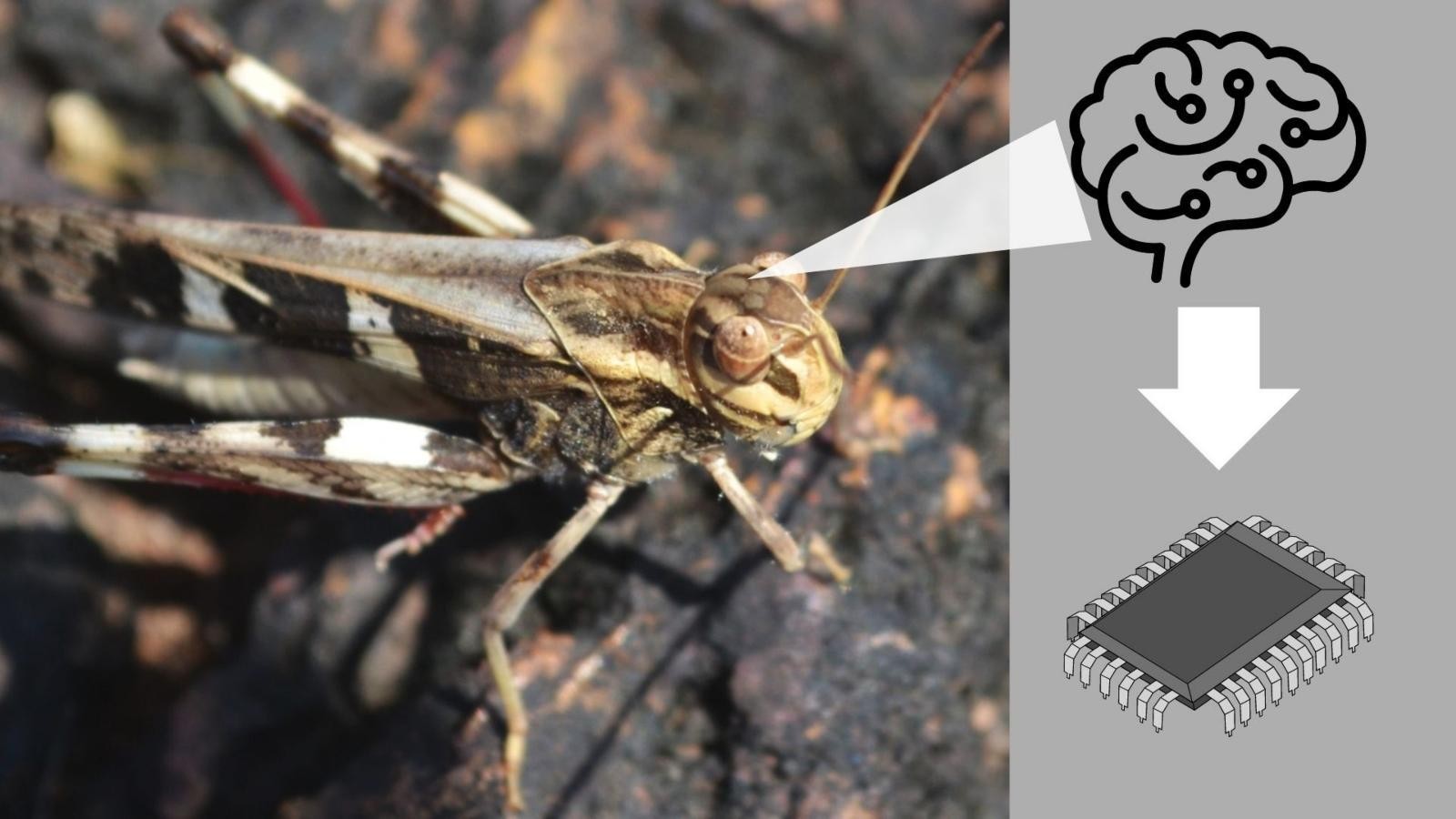 Scientists Develop Low-Power Artificial Neurons Mimicking Locust Brain Capable Of Obstacle ...