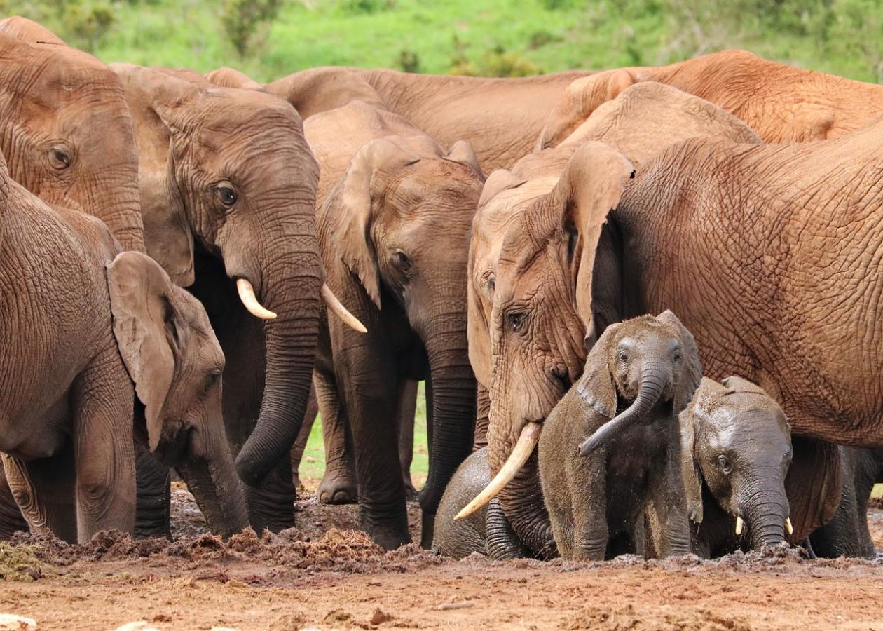 Wayanad Landslides: Wild Animals Are Less Troubled - Why? | TimelineDaily