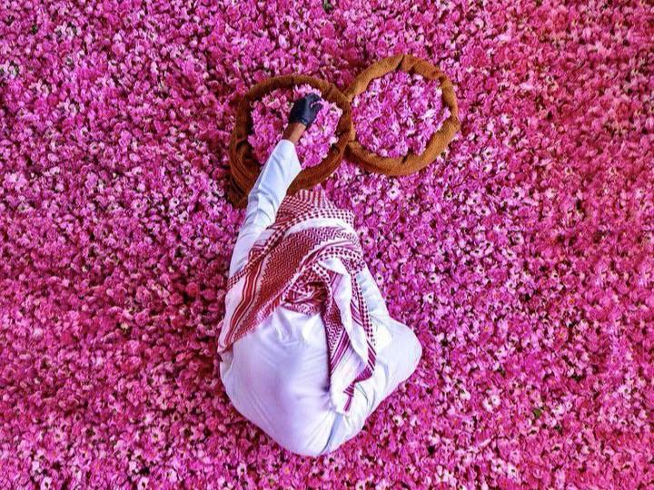 Taif: Saudi Arabia’s City Of Roses | TimelineDaily