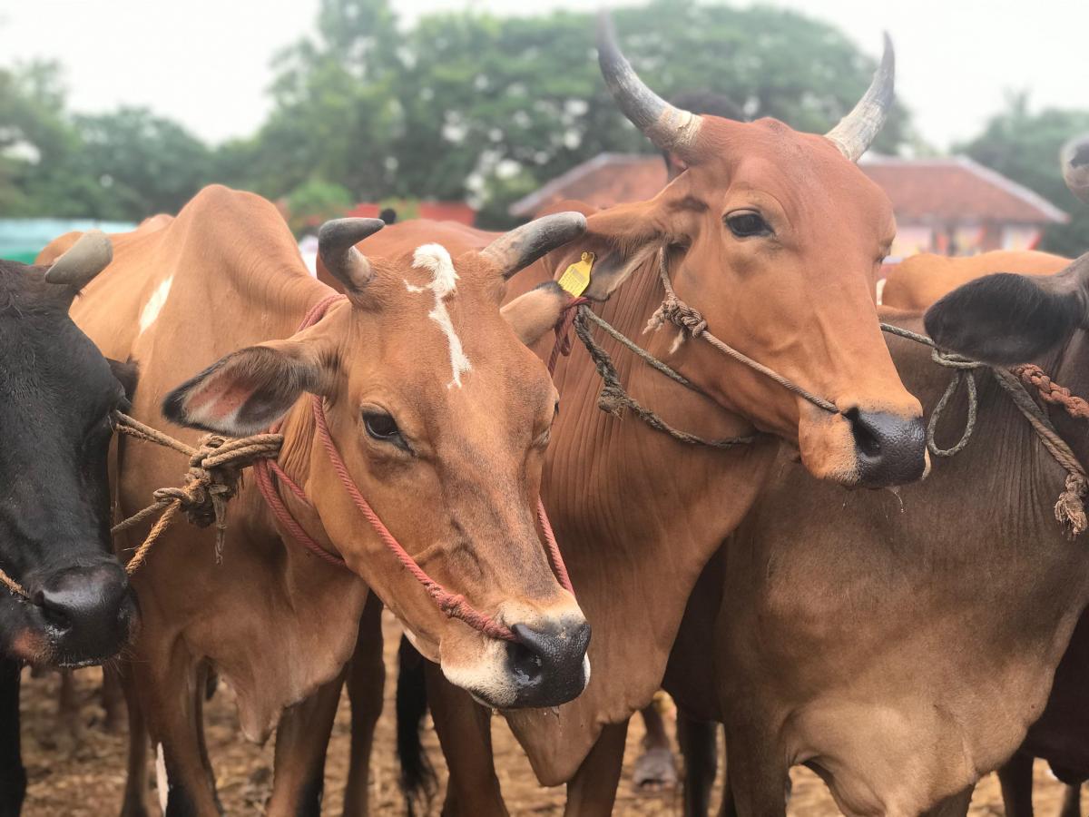 Yogi Government’s Plan To Integrate ‘Cow Studies’ Into School ...