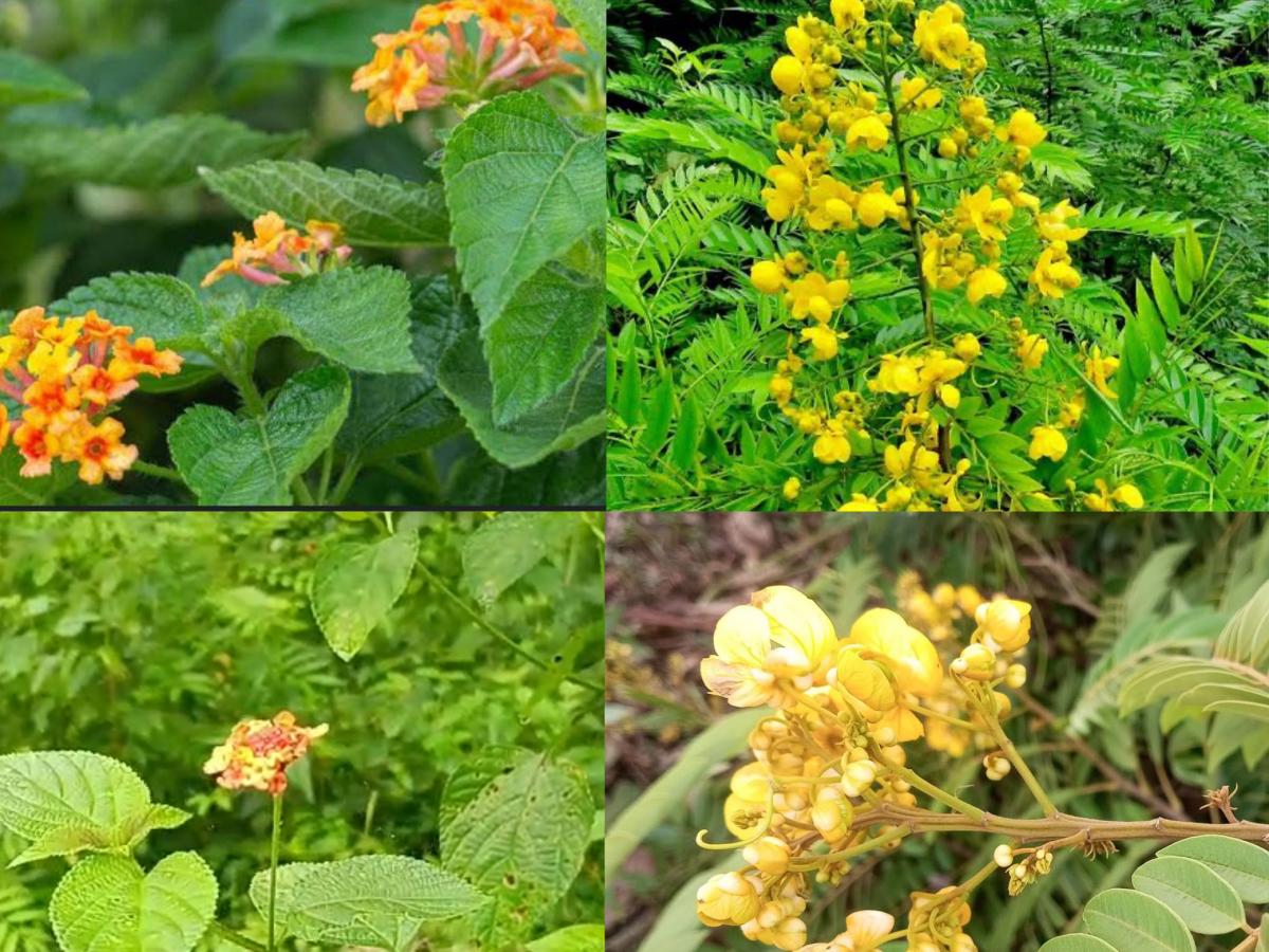 Opinion: When Plants Attack - The Hidden Cause Behind Rising Human ...