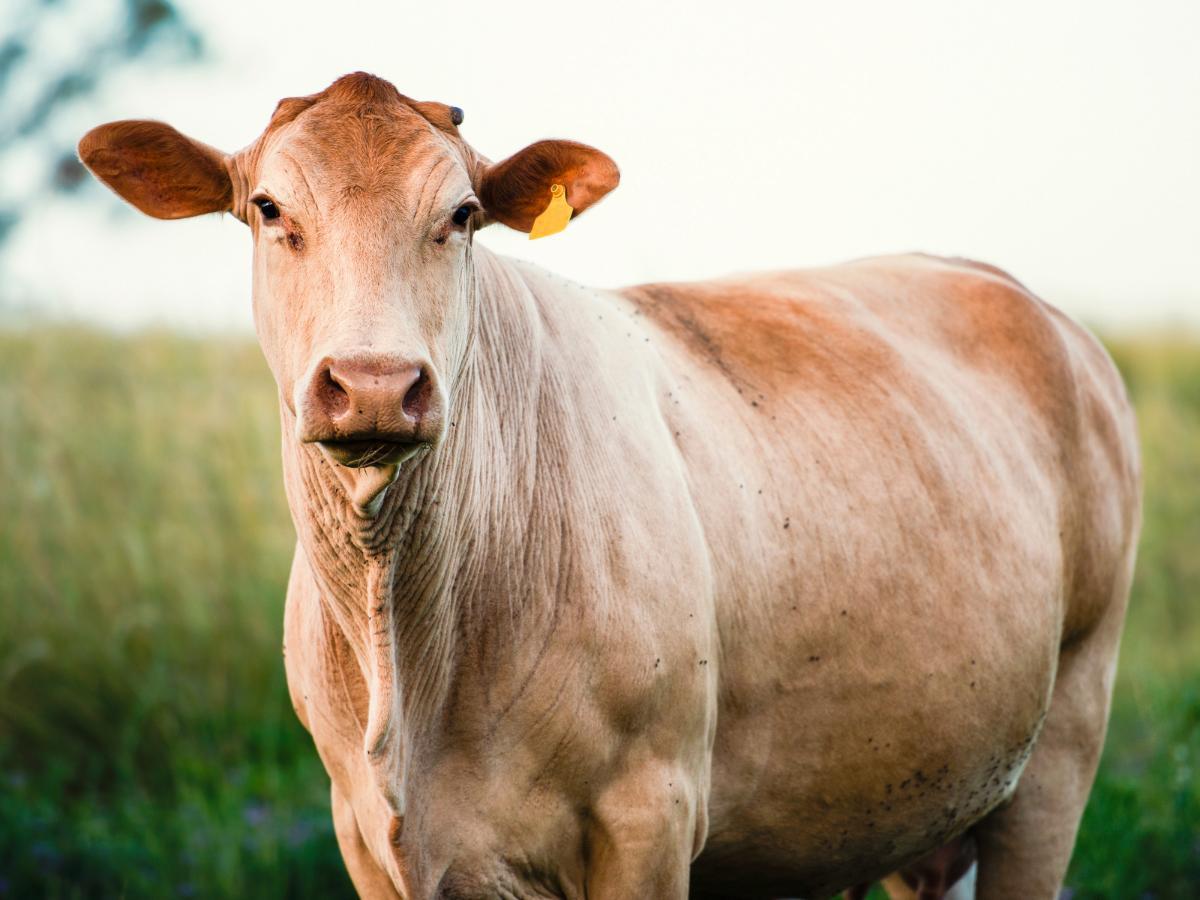 Madhya Pradesh Two Men Arrested For Allegedly Having Unnatural Sex With Cows Timelinedaily