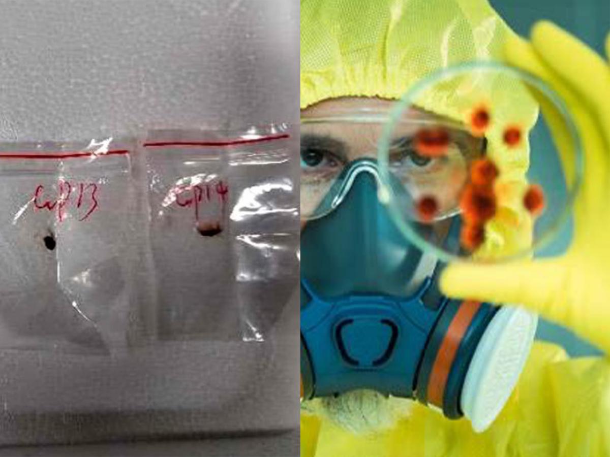 "Agroterrorism": US Charges Two Chinese Nationals For Smuggling Harmful ...