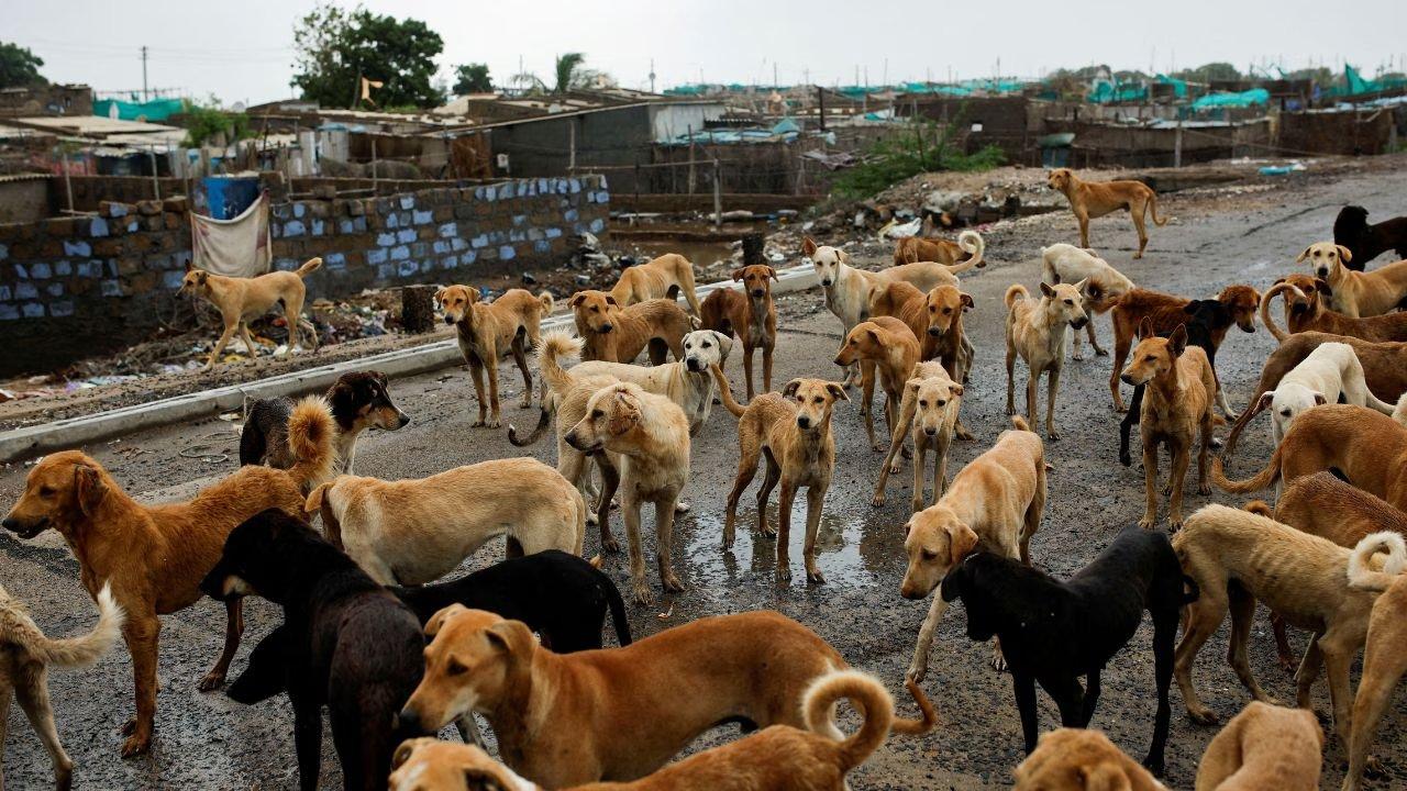 Supreme Court Issues Key Ruling On Stray Dogs In Delhi-NCR: Major ...