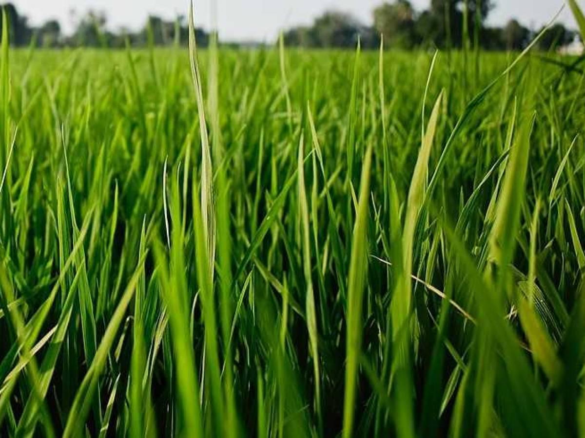 Gross Cropped Land Expanded From 201.3 Million Hectares In 2013 To 217. ...